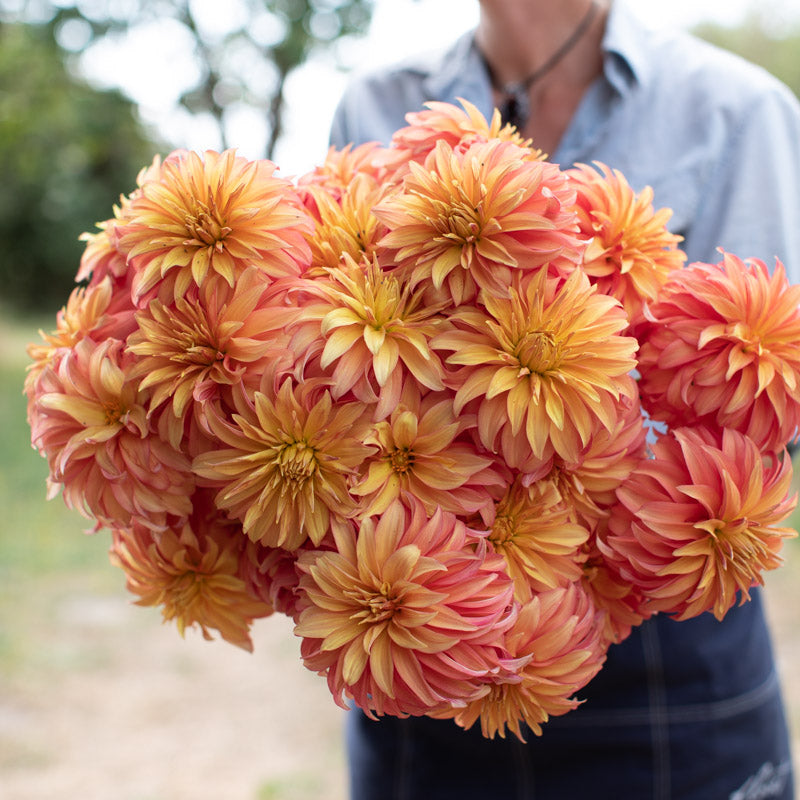 Dahlia Bloomquist Pumpkin – Floret Library