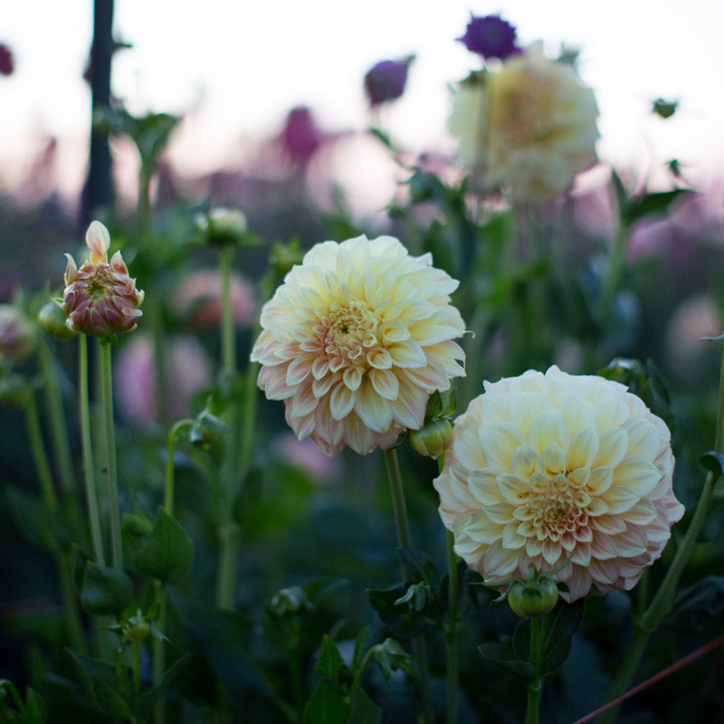 Dahlia Bracken Sarah – Floret Library