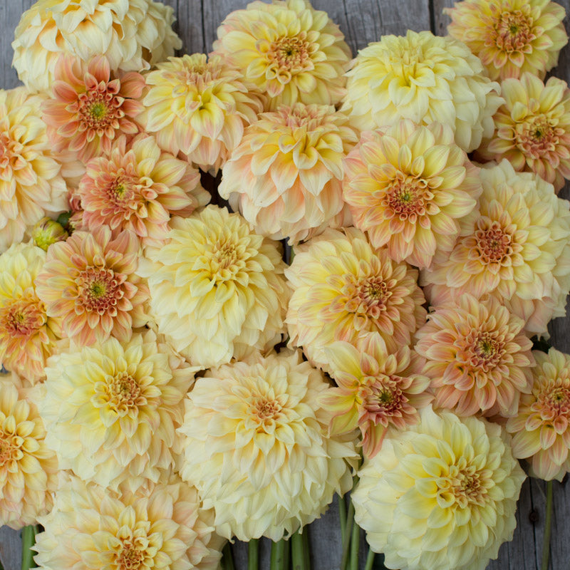 Dahlia Bracken Sarah – Floret Library