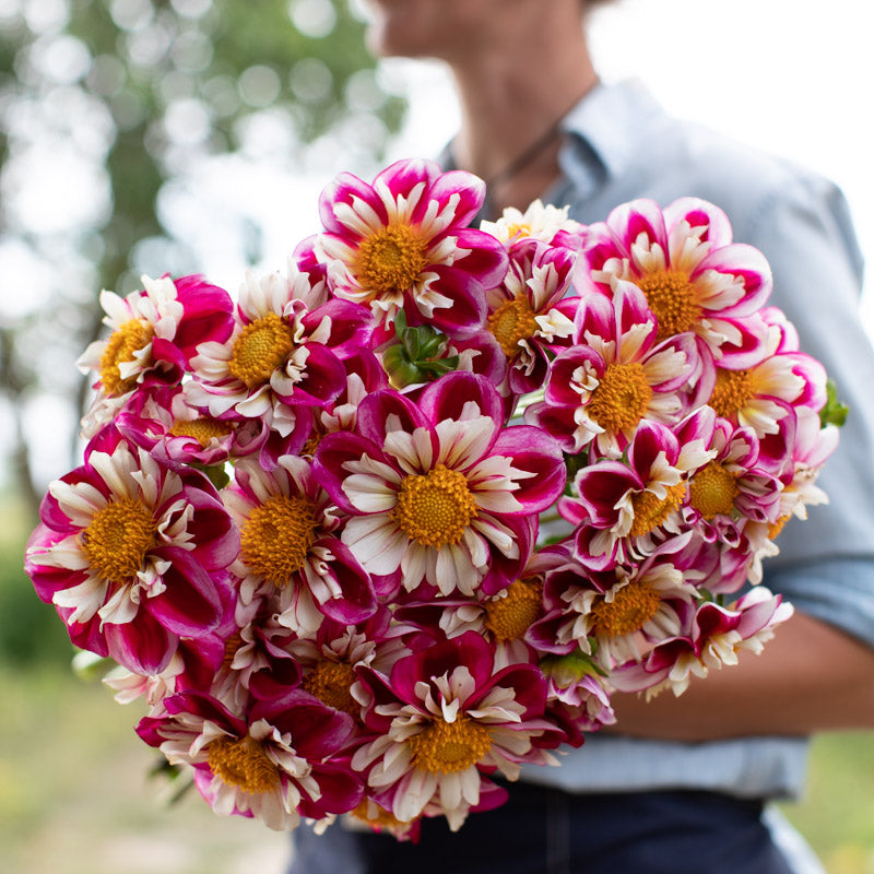 Dahlia Bumble Rumble – Floret Library