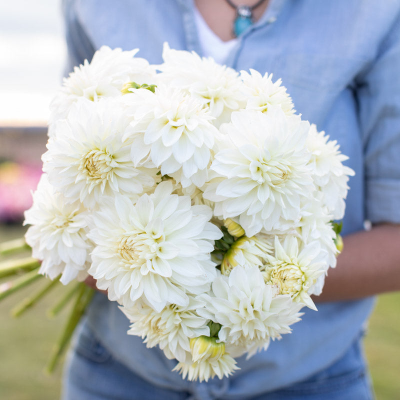 Dahlia Center Court – Floret Library