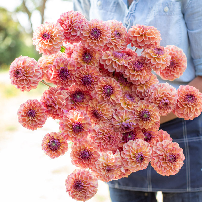 Dahlia Chewy – Floret Library