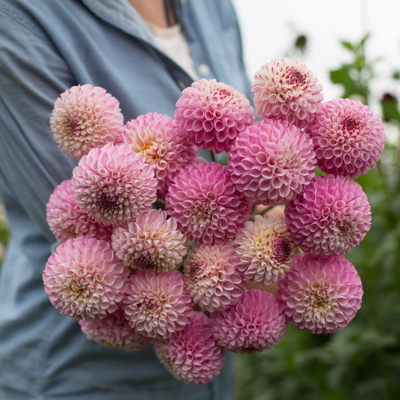 Dahlia Chimacum Davi – Floret Library