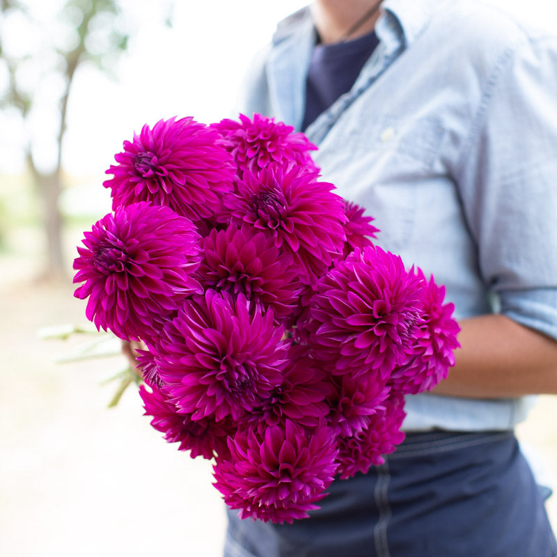 Dahlia Clearview Erin – Floret Library