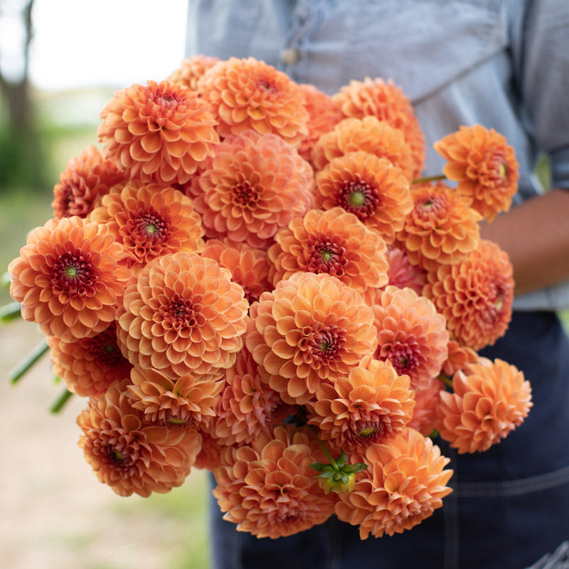 Dahlia David Digweed – Floret Library