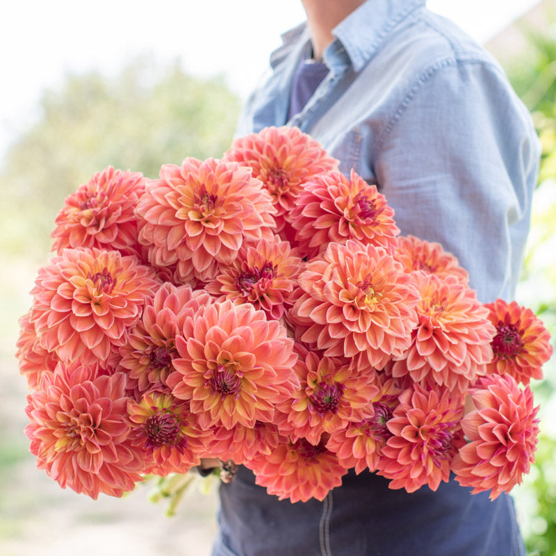 Dahlia Fur Elise – Floret Library