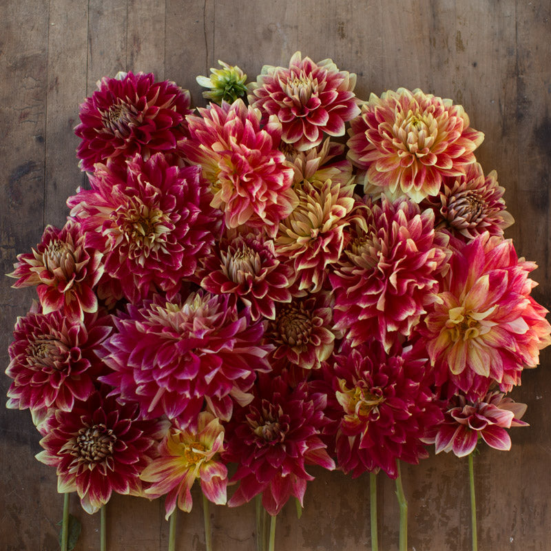 Dahlia Janet Allison – Floret Library