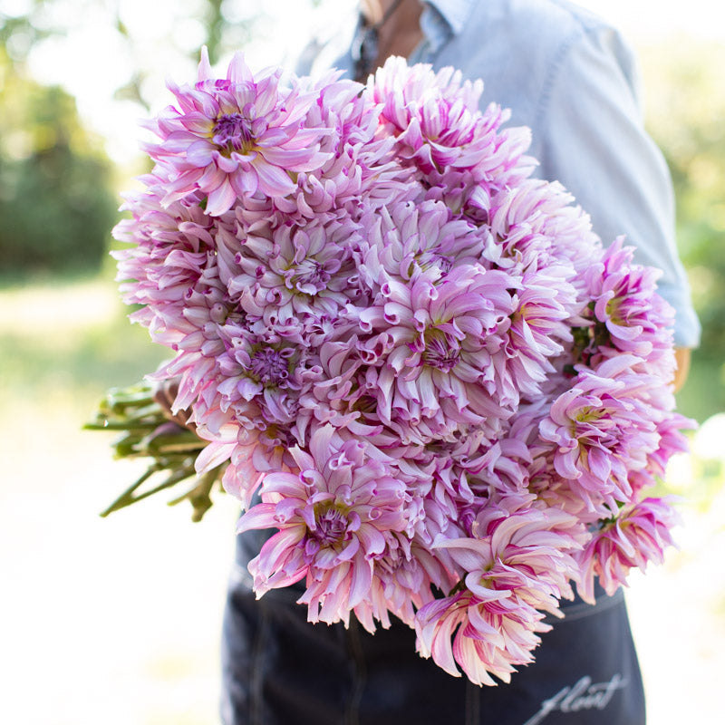 Dahlia Leila Savanna Rose – Floret Library