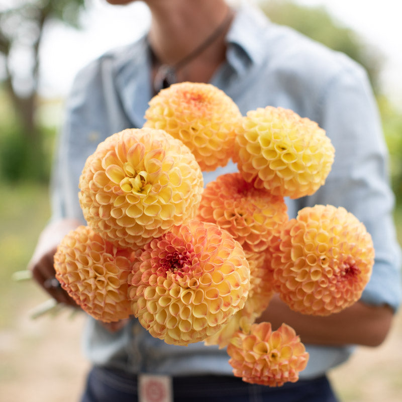 Dahlia Narrows Lori – Floret Library