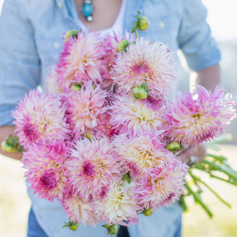 Dahlia Pinelands Princess – Floret Library