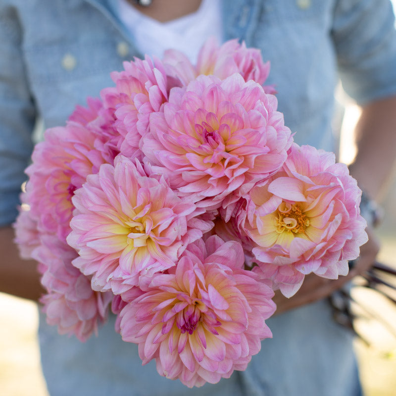 Dahlia Ruthie G – Floret Library