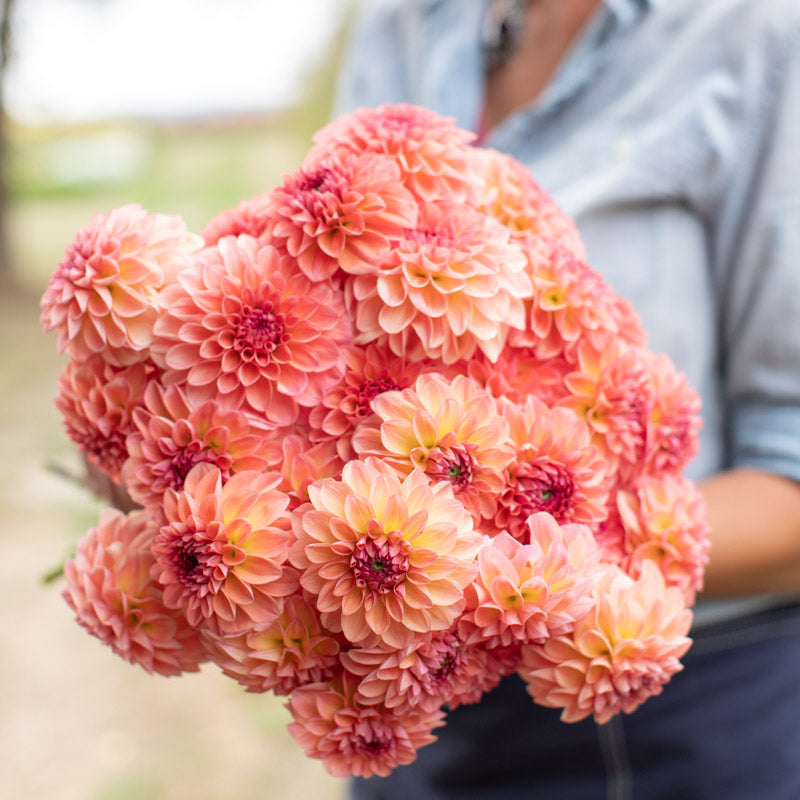 Dahlia Sebastian – Floret Library