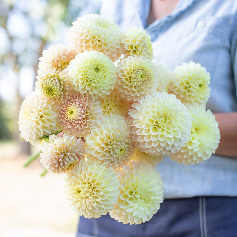 Dahlia Skipley Moonglow – Floret Library