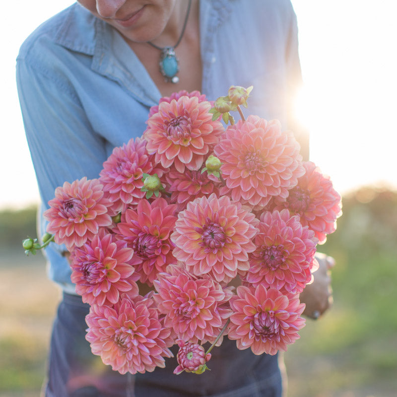 Dahlia Tempest – Floret Library