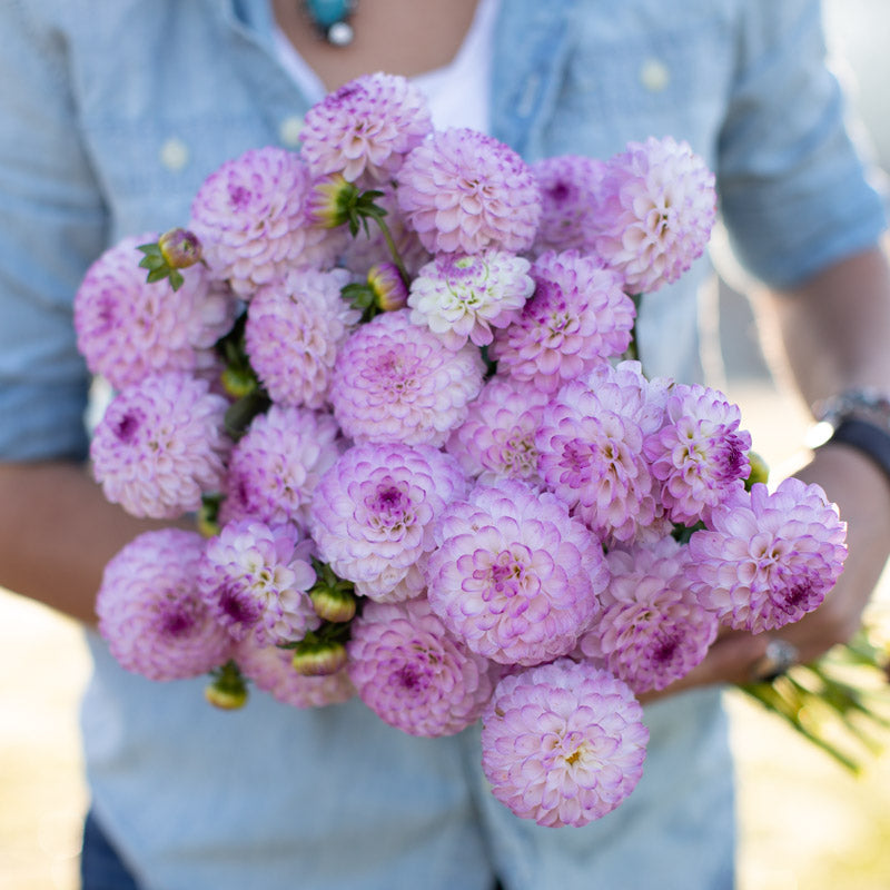Dahlia Treby Dainty – Floret Library