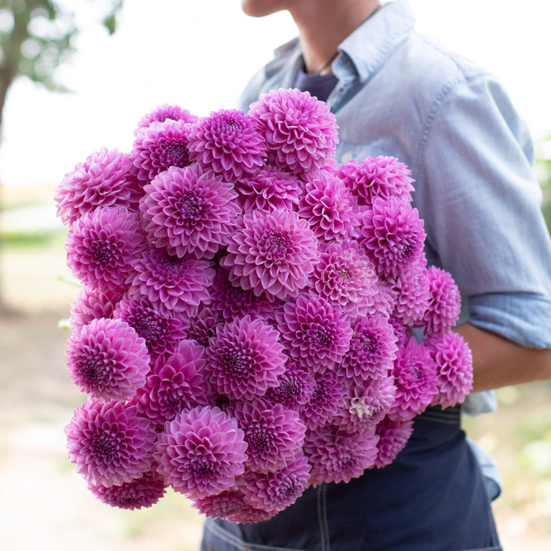 Dahlia Woodland’s Naomi – Floret Library