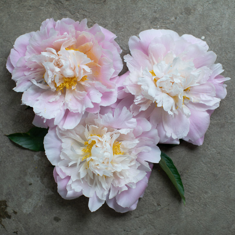 Peony Catharina Fontijn – Floret Library