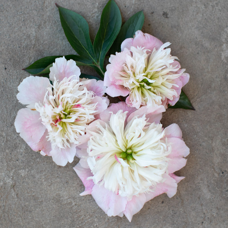 Peony Do Tell – Floret Library