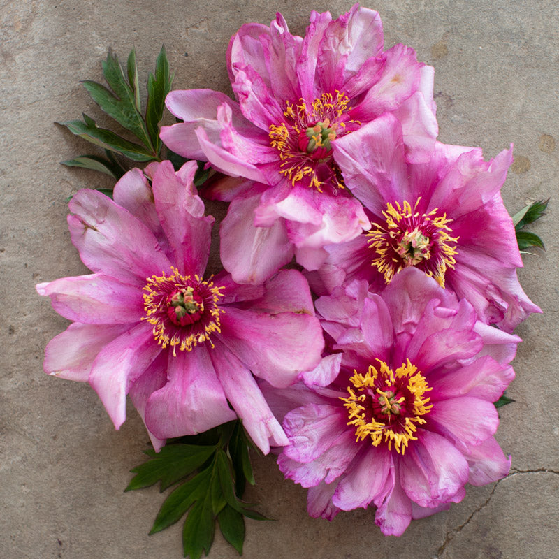 Peony First Arrival – Floret Library