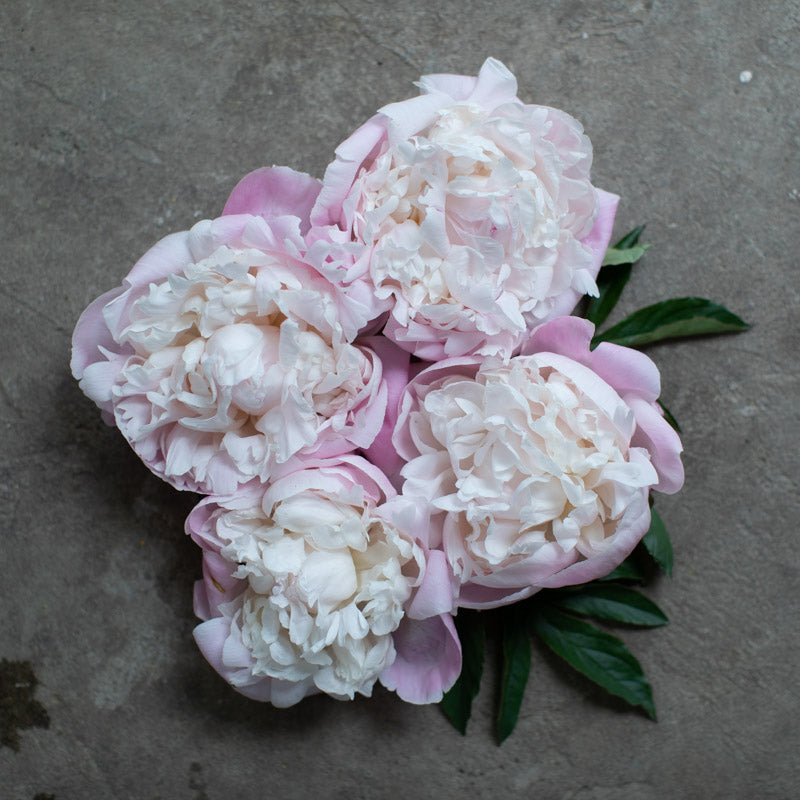 Peony Nick Shaylor – Floret Library