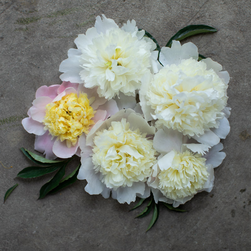 Peony Primevère – Floret Library