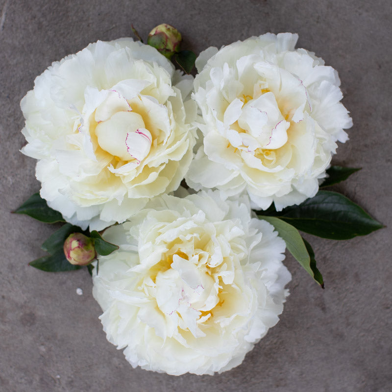 Peony Snow Mountain – Floret Library