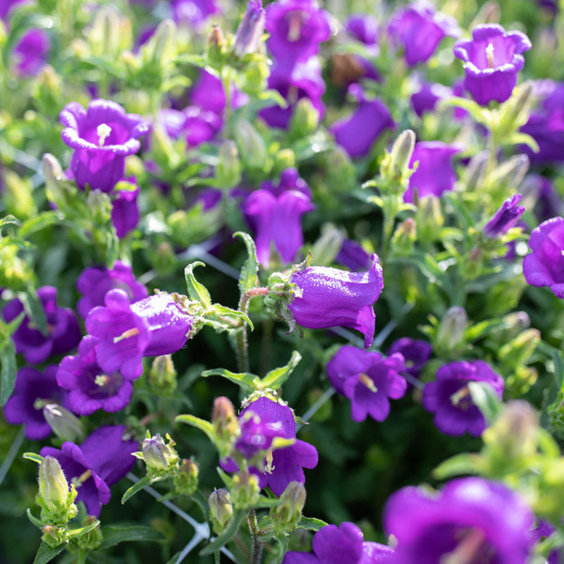 Canterbury Bells Champion Blue – Floret Library