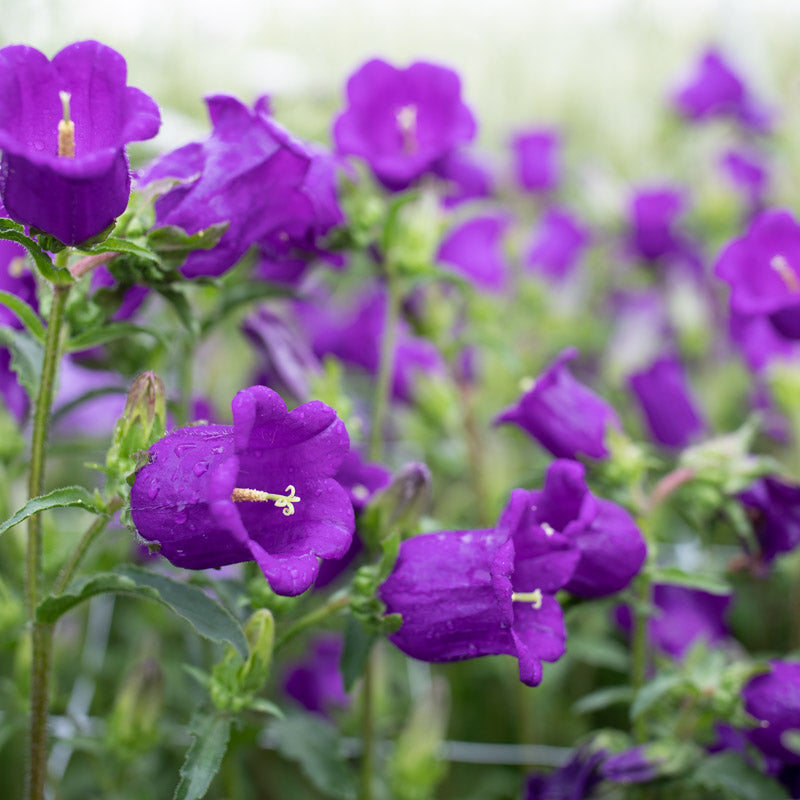 Canterbury Bells Champion Blue – Floret Library