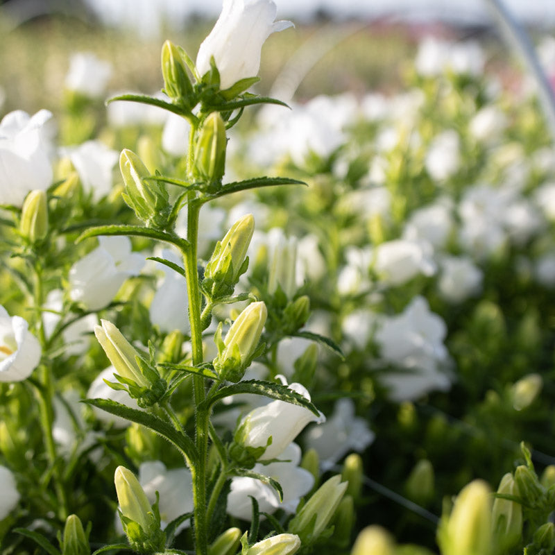 Canterbury Bells Champion White – Floret Library