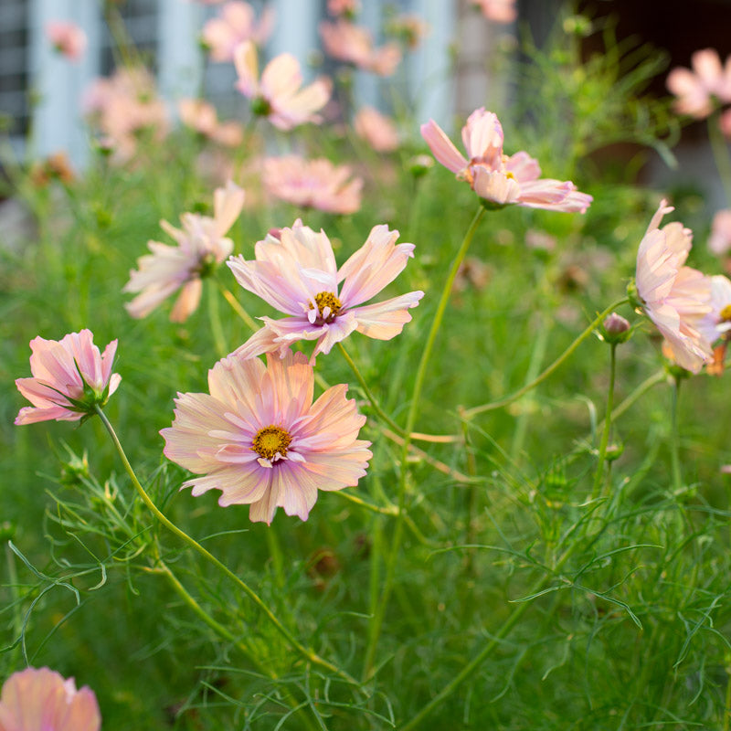 Cosmos Flower
