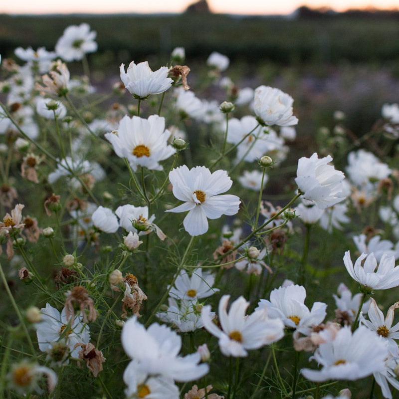 Cosmos Psyche White – Floret Library