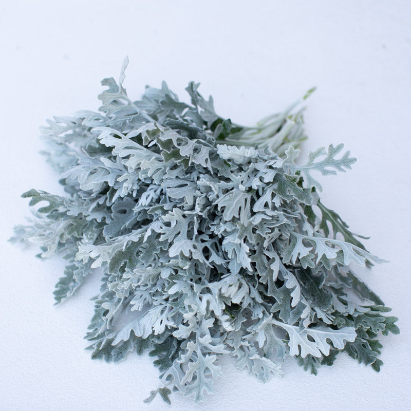 Dusty Miller Silver Dust – Floret Library