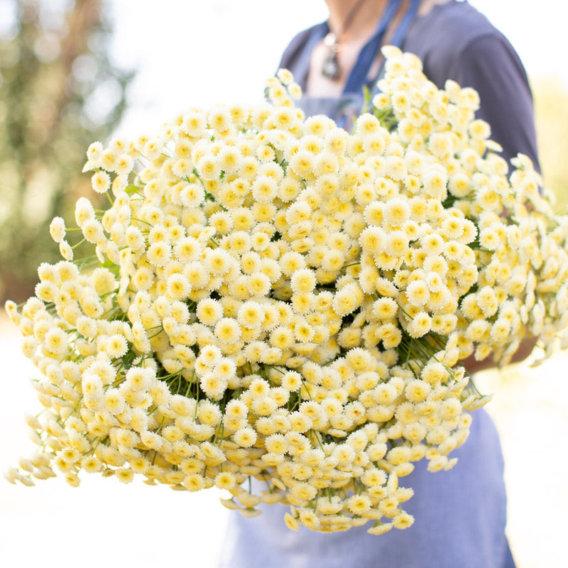 Feverfew Magic Lime Green – Floret Library