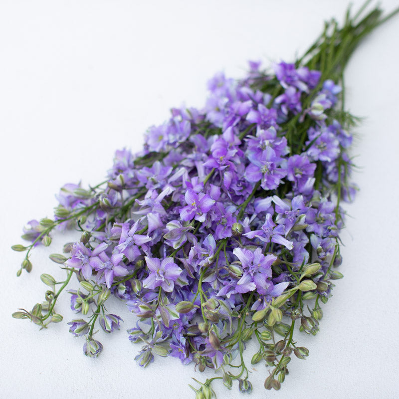 Larkspur Giant Imperial Blue Bell – Floret Library