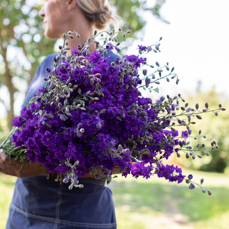 Larkspur Giant Imperial Blue Spire – Floret Library