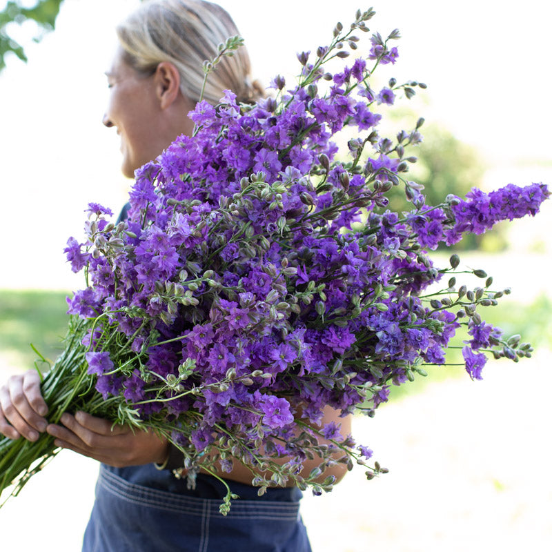 Larkspur Imperial Lilac Spire – Floret Library