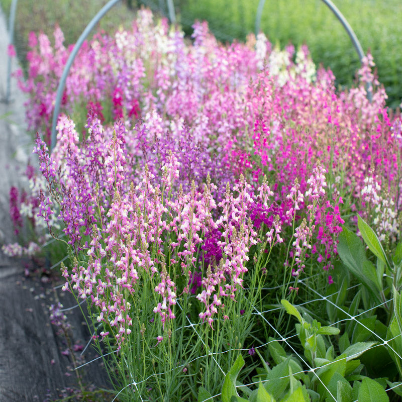 Linaria Northern Lights Mix – Floret Library