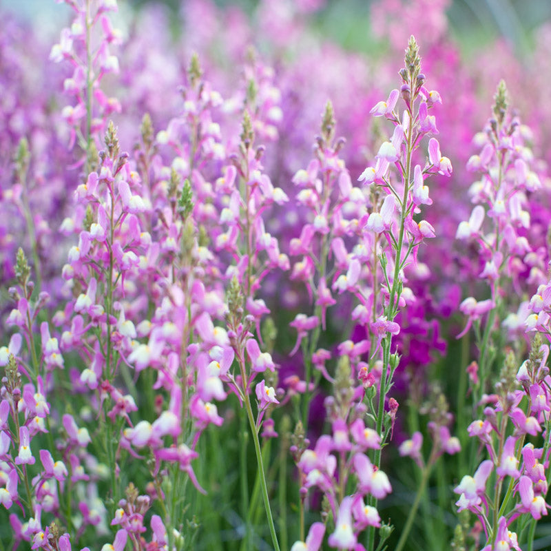 Linaria Northern Lights Mix – Floret Library