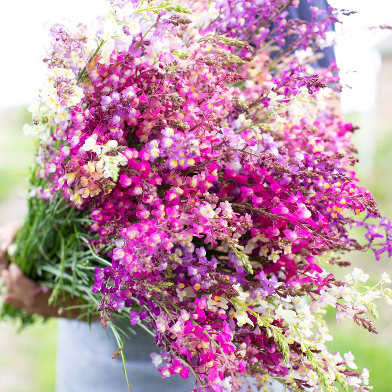 Linaria Northern Lights Mix – Floret Library