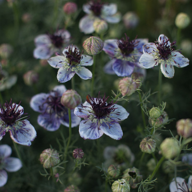 Love-in-a-mist Delft Blue – Floret Library
