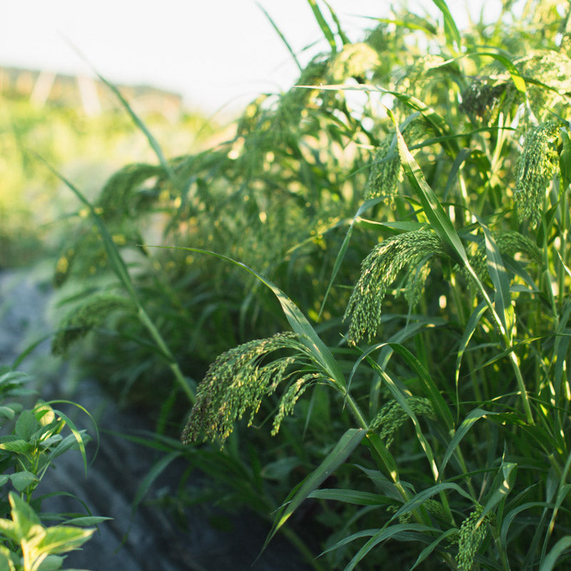 Ornamental Grass Broomcorn Millet – Floret Library