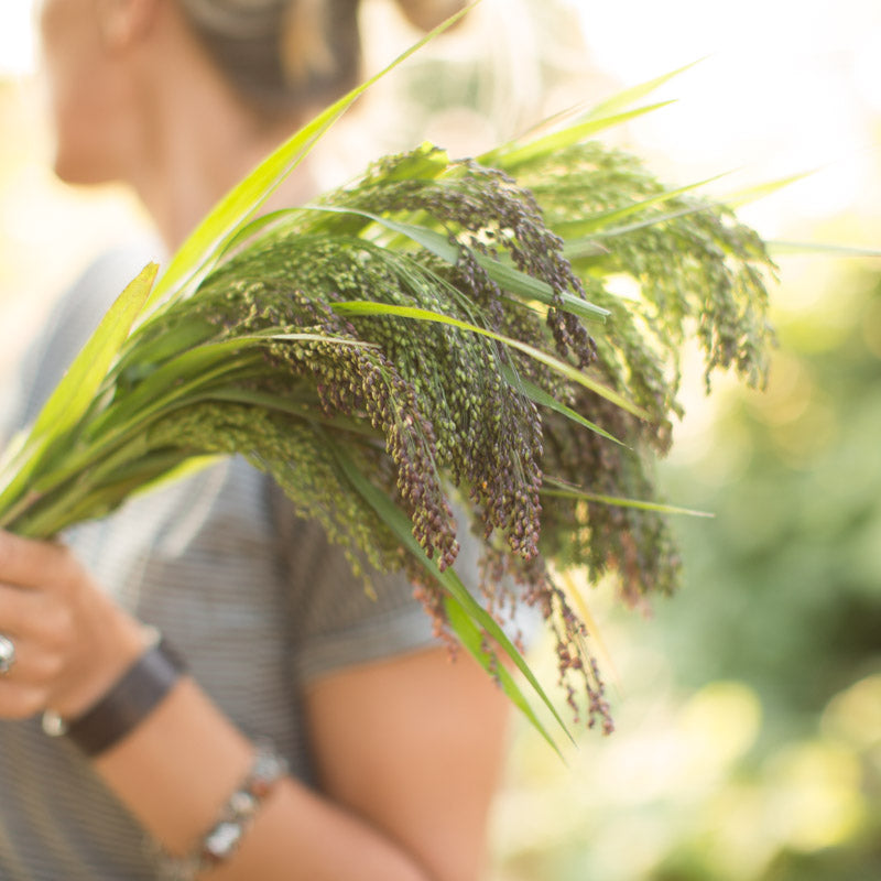Ornamental Grass Broomcorn Millet – Floret Library