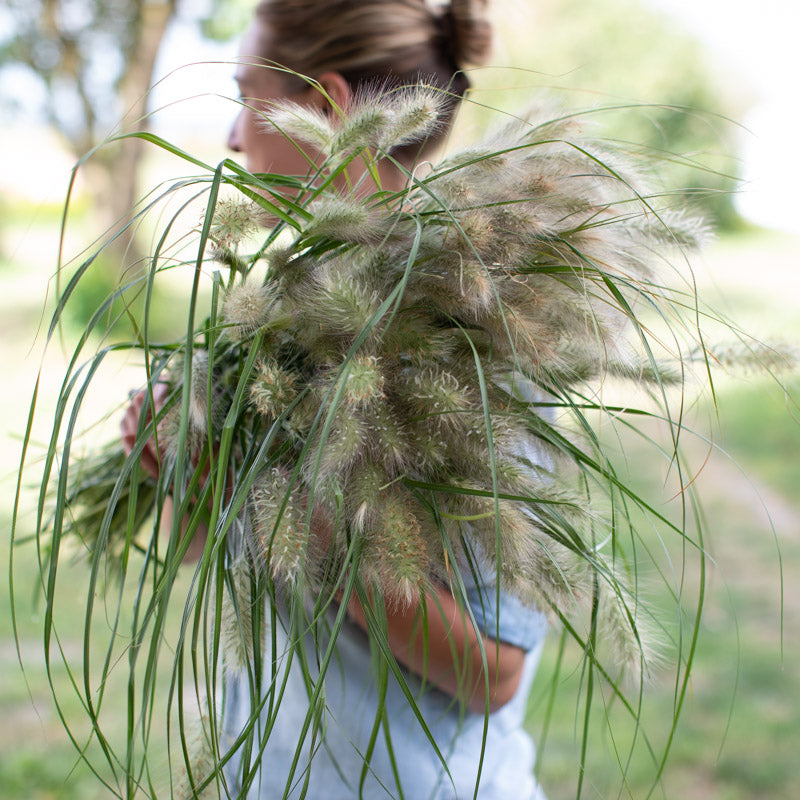 Curly Top Ornamental Grass 12 Best Ornamental Grasses For Your