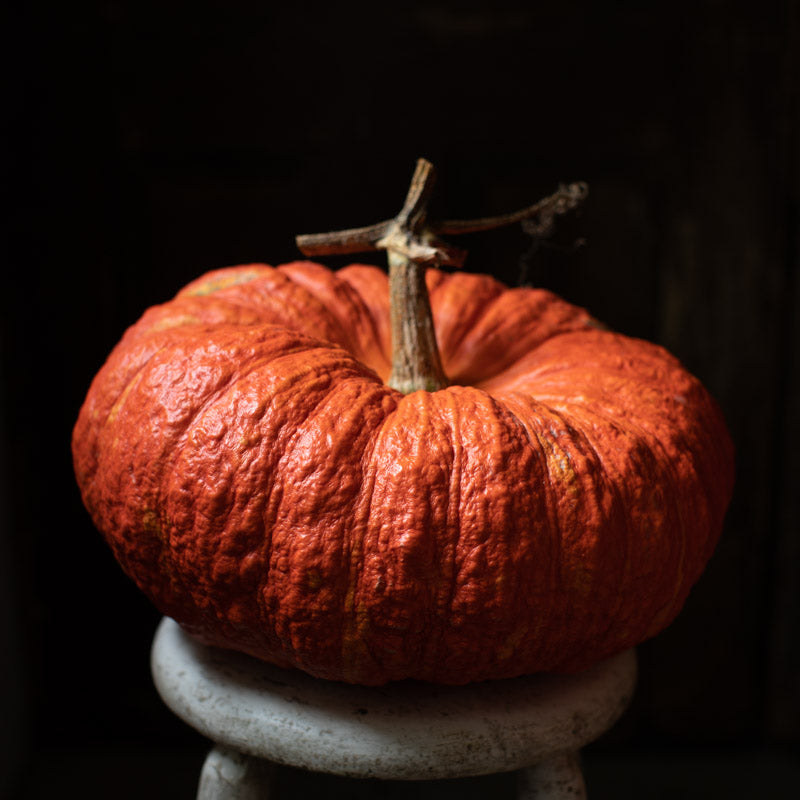 Ornamental Squash Cinderella’s Carriage – Floret Library
