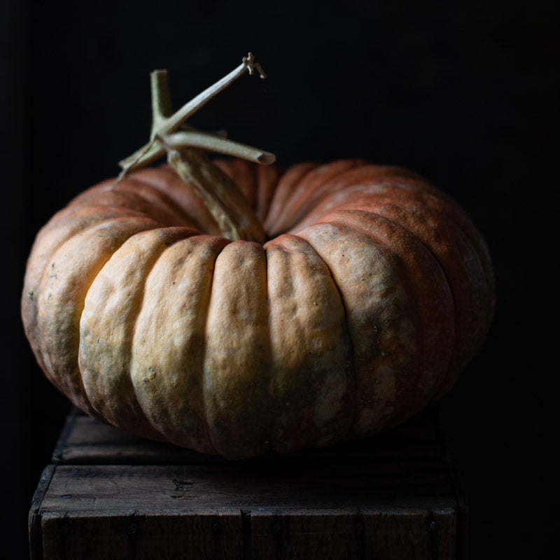 Ornamental Squash Daybreak – Floret Library