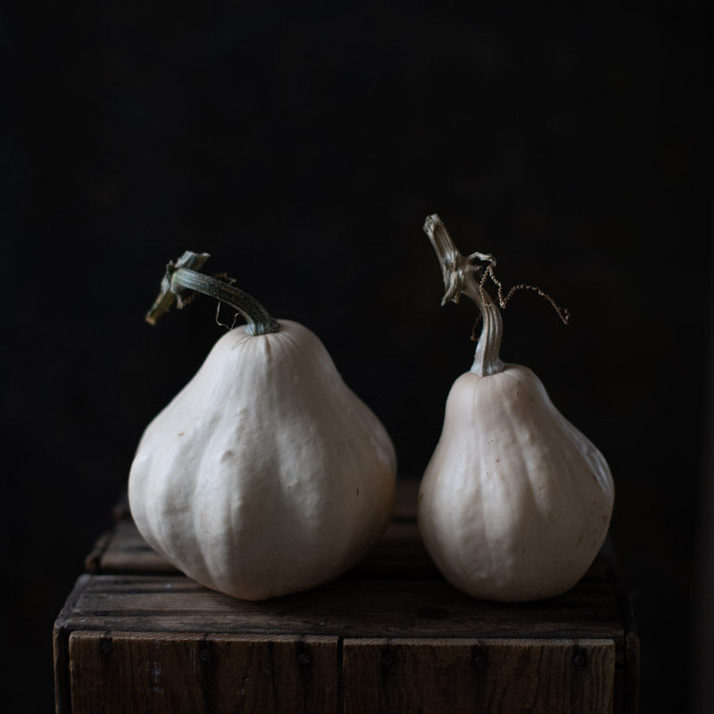 Ornamental Squash Ivory Belle – Floret Library