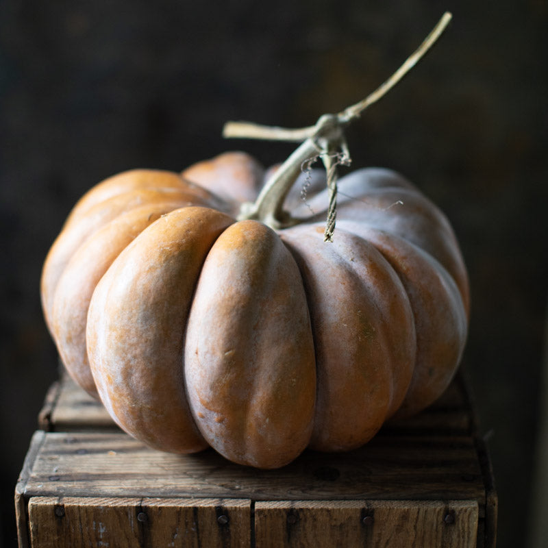 Ornamental Squash Musquee de Provence – Floret Library