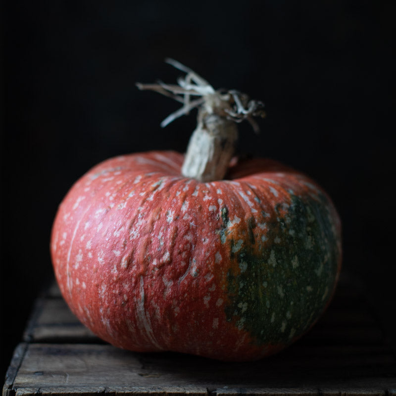 Ornamental Squash Red Eye – Floret Library