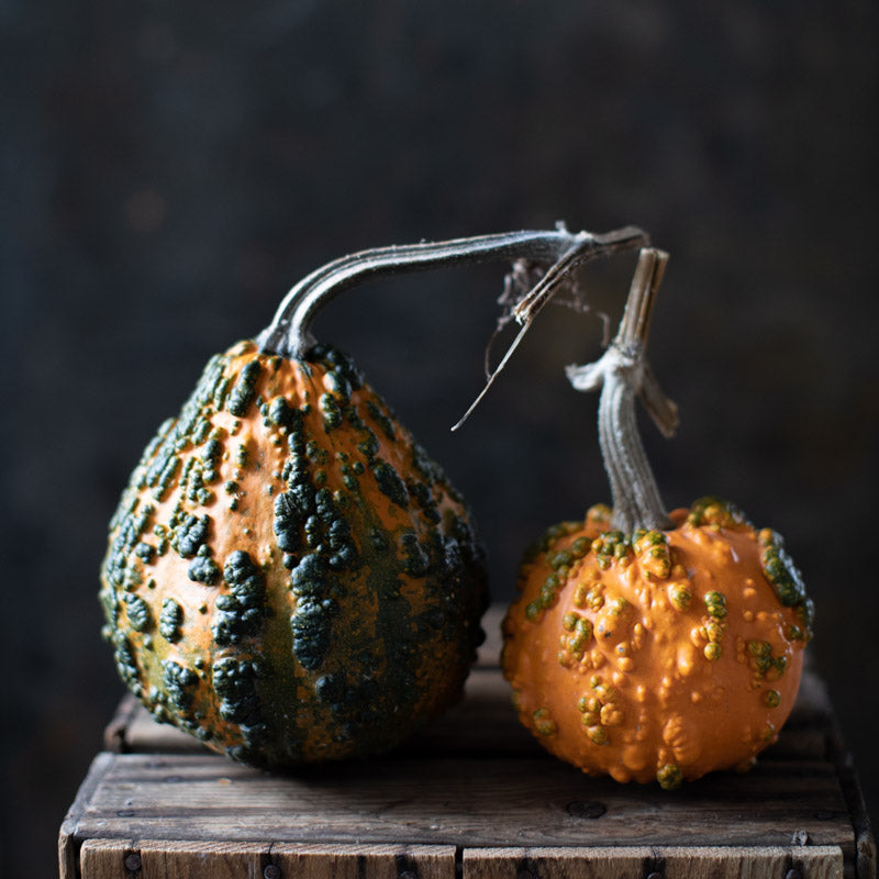 Ornamental Squash Warty Goblin – Floret Library