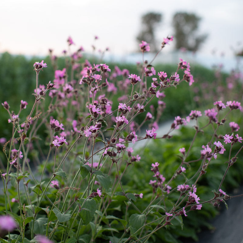 Silene Pink – Floret Library
